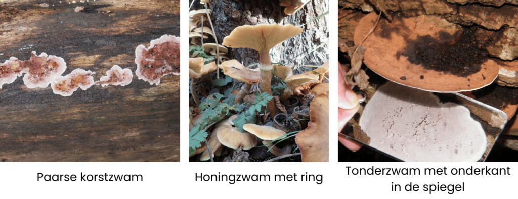 Schadelijke schimmels - Growing Green Fingers